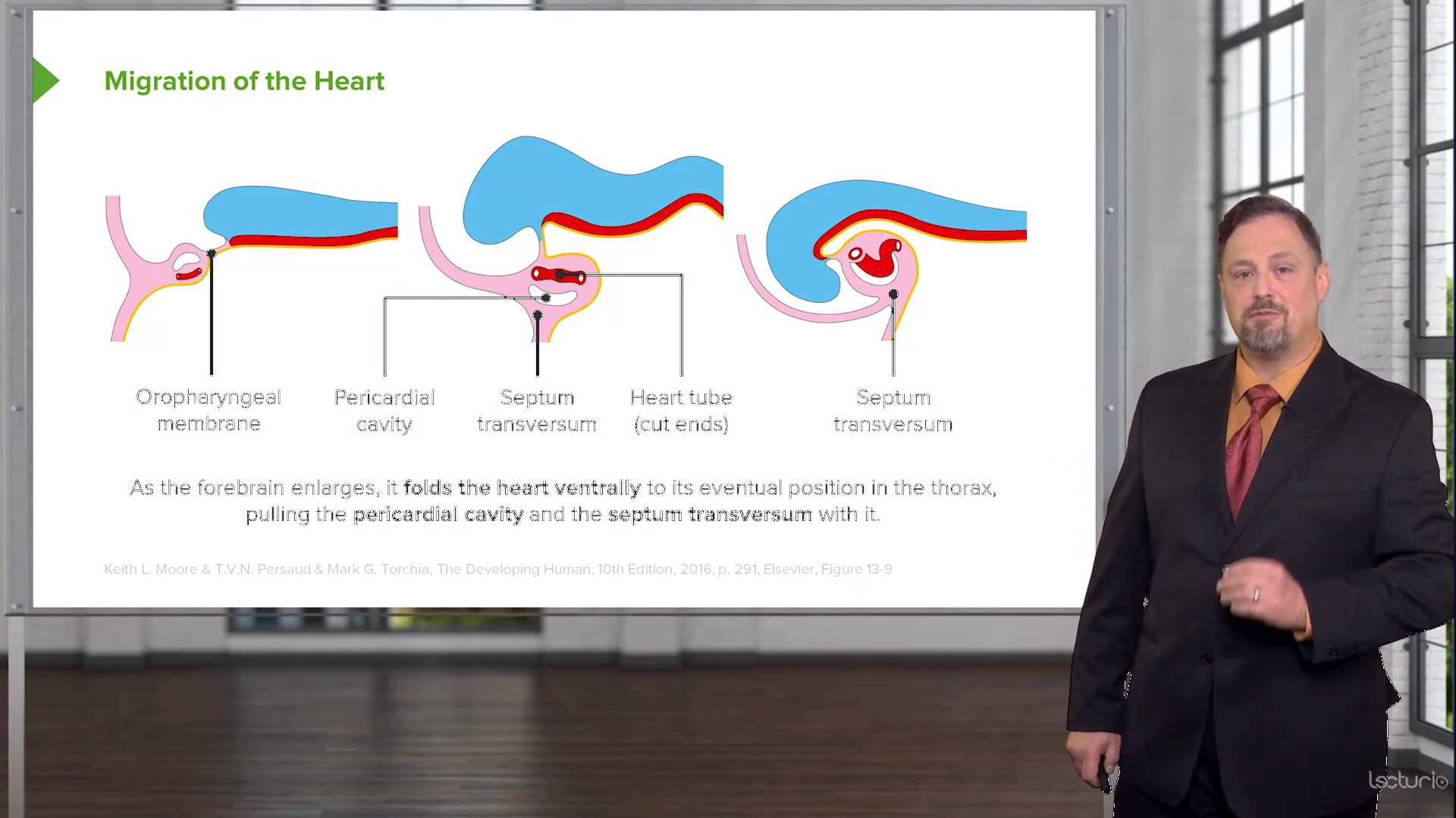 Diaphragm Formation: Separating Peritoneal & Pericardial Cavities
