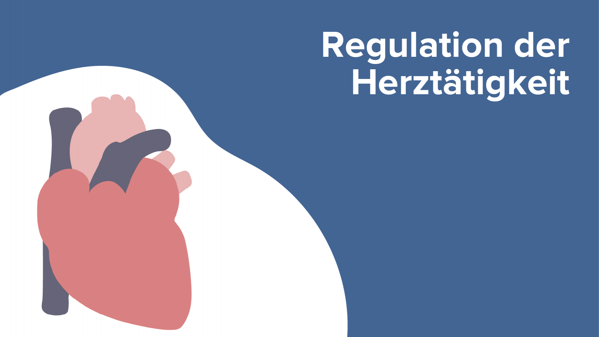 Gauer-Henry-Reflex & Vorhofdehnungsreflex – Physiologie Video