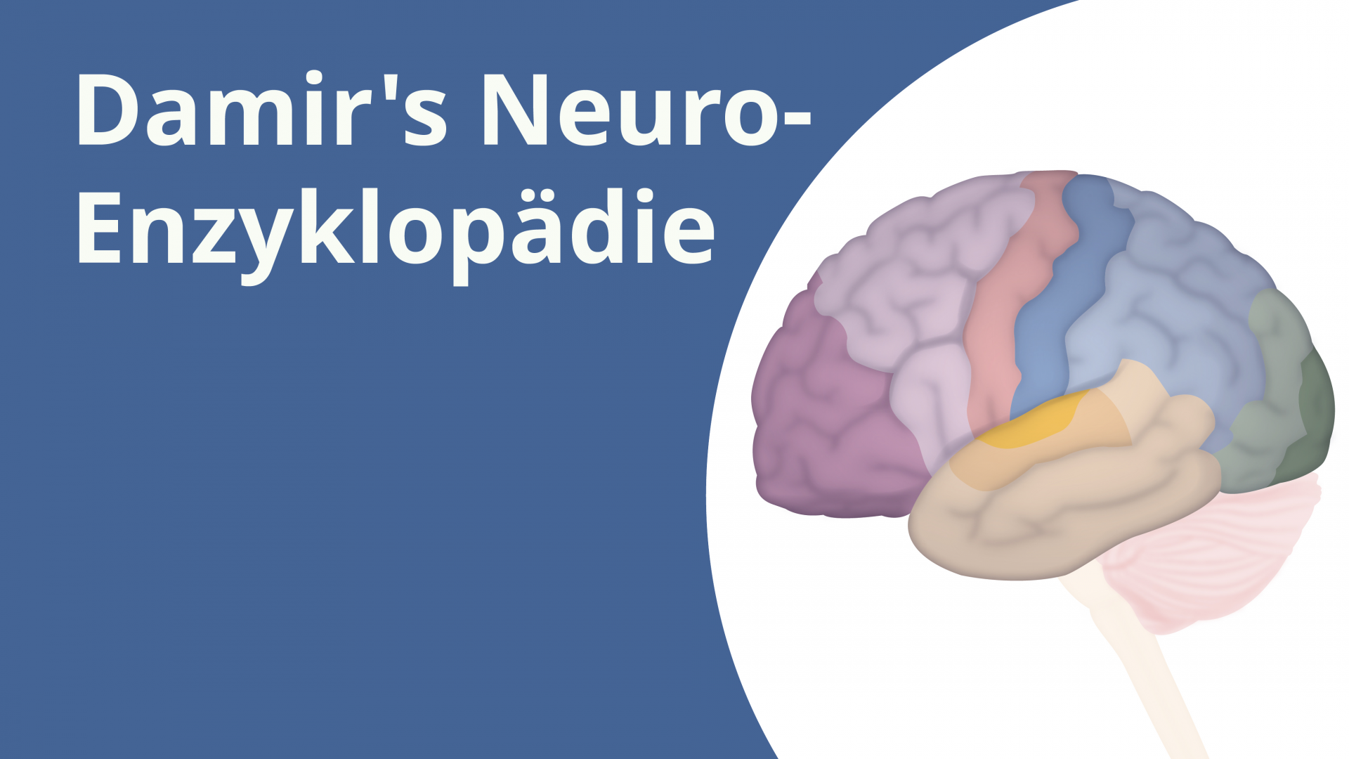 Brodmann Areale – Online Vortrag | Lecturio