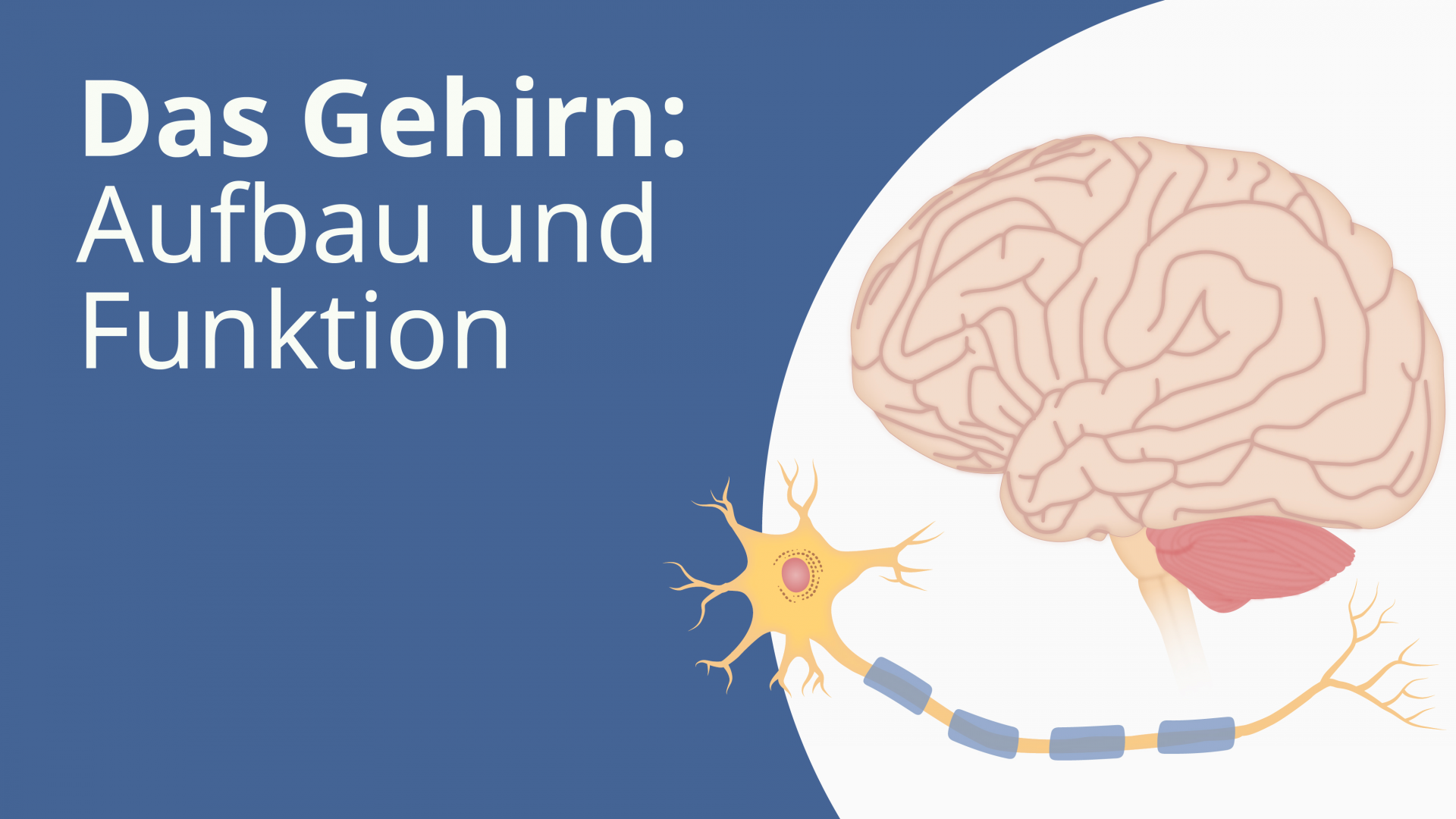 Das Gehirn: Aufbau und Funktion – Online Kurs | Lecturio