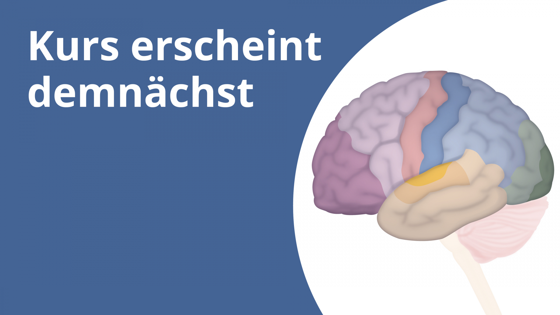 Das Gehirn als komplexes System | Lecturio