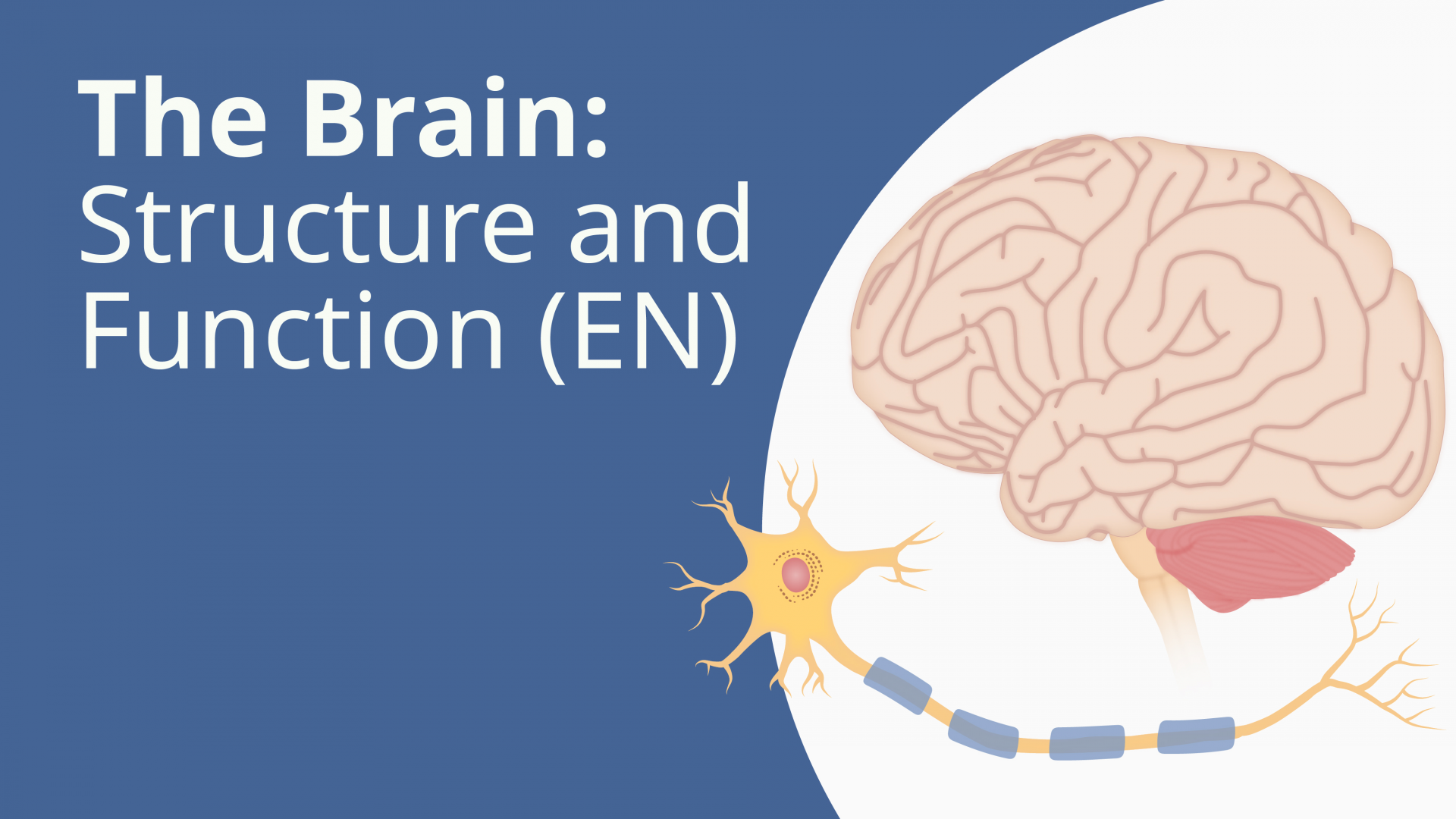 The Brain: Structure and Function – Online Course | Lecturio