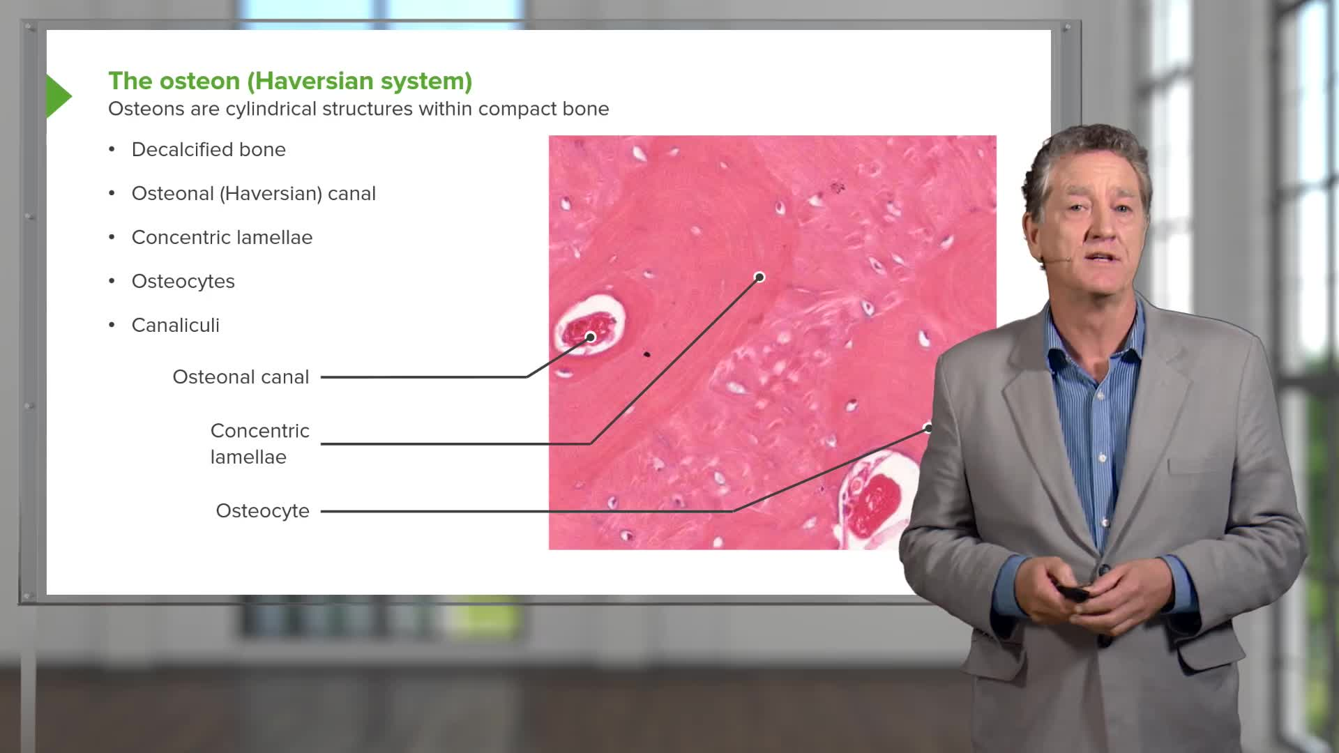 Bone Formation | Online Lernen mit Lecturio