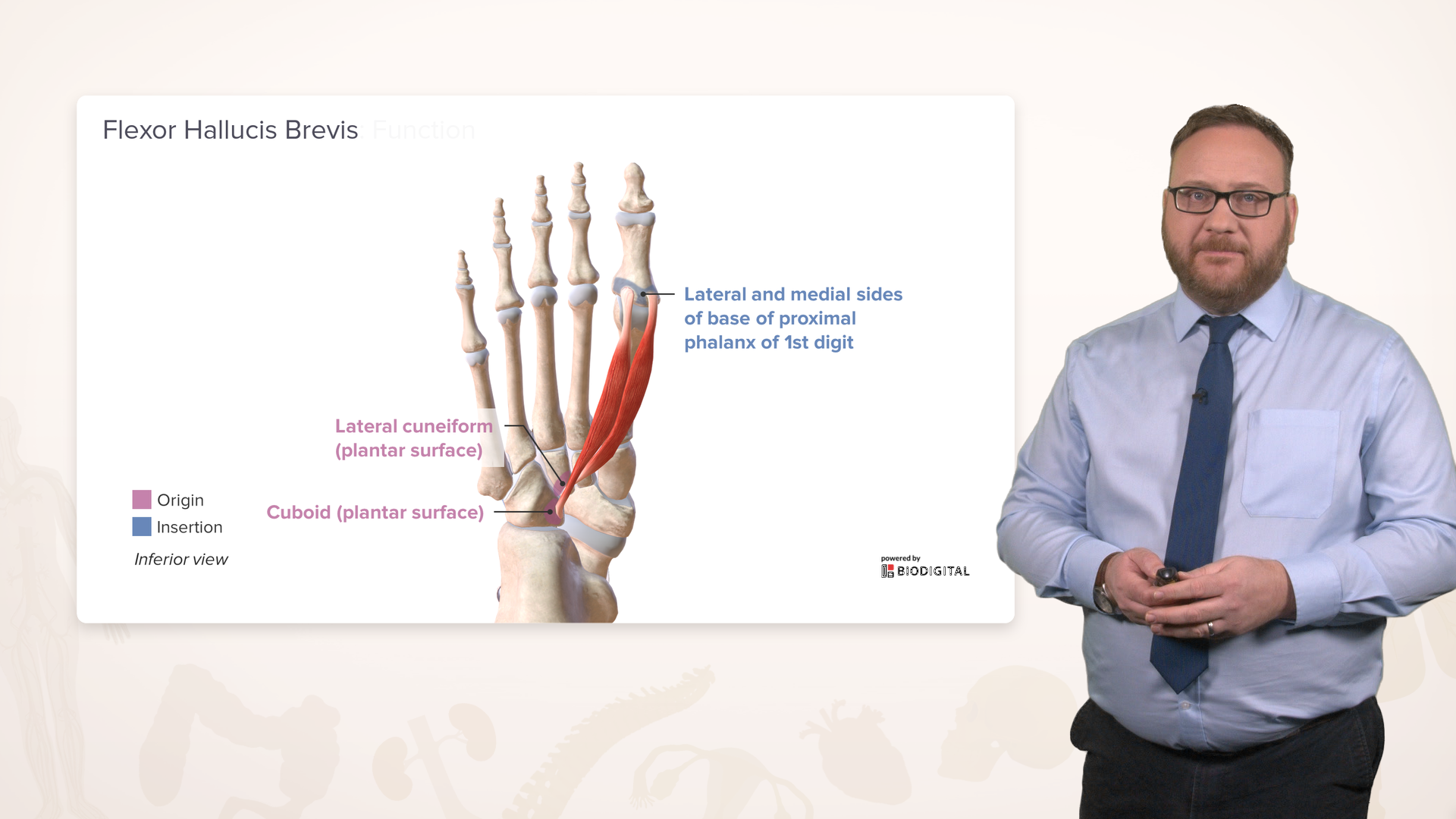 Anatomy of the Foot: Overview – Online Anatomy Lecture | Lecturio
