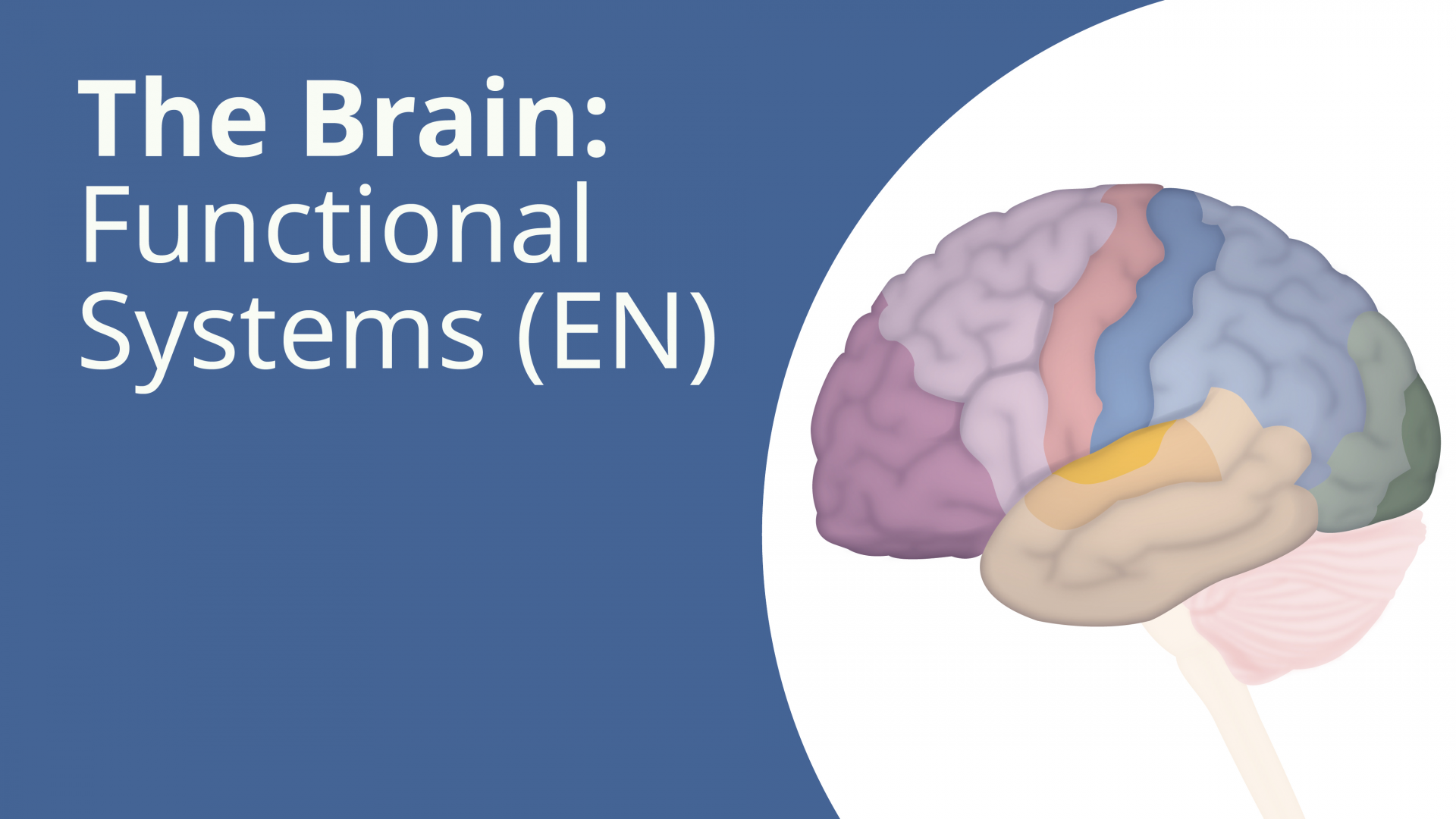 The Brain: Functional Systems – Online Course | Lecturio