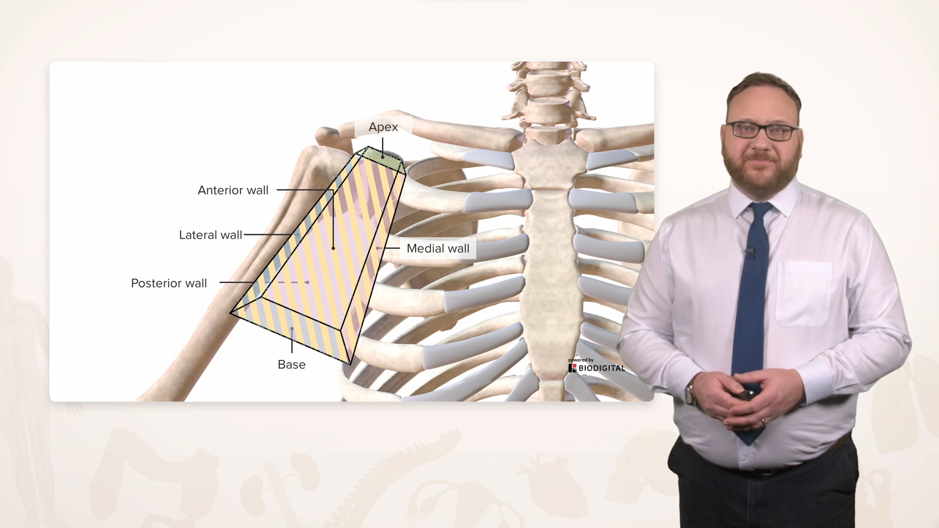 Walls and Boundaries of the Axilla – Online Anatomy Lecture